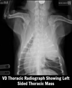 VD Thoracic Radiograph Showing Left Sided Thoracic Mass | The Focal ...